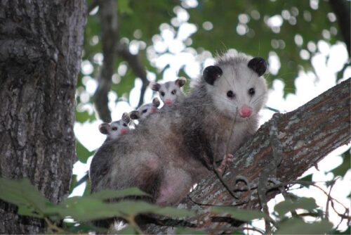 Tlacuache mexicano: ¿Por qué este marsupial es increíble? - viajaBonito