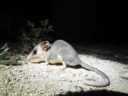 Tlacuache mexicano: ¿Por qué este marsupial es increíble? - viajaBonito