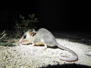 Tlacuache mexicano: ¿Por qué este marsupial es increíble? - viajaBonito
