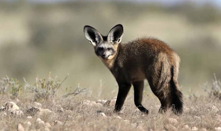 Tlacuache mexicano: ¿Por qué este marsupial es increíble? - viajaBonito